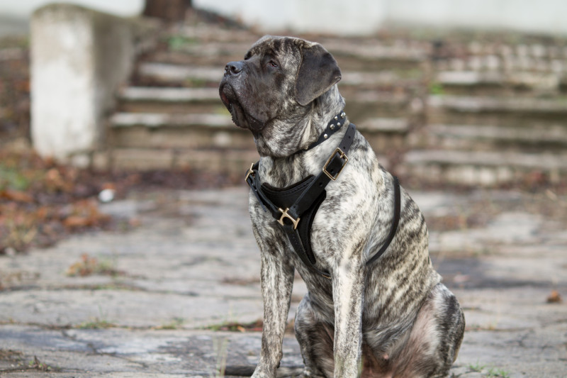 Buy Adjustable Tracking And Walking Padded Mastiff Harness!