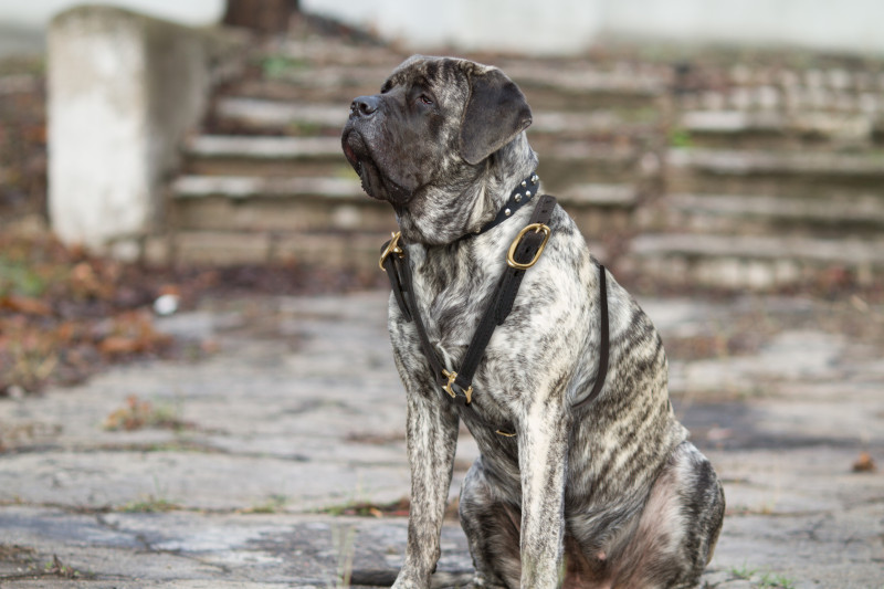 English 【Mastiff】 Leather Dog Harness without Chest Plate : Mastiff ...