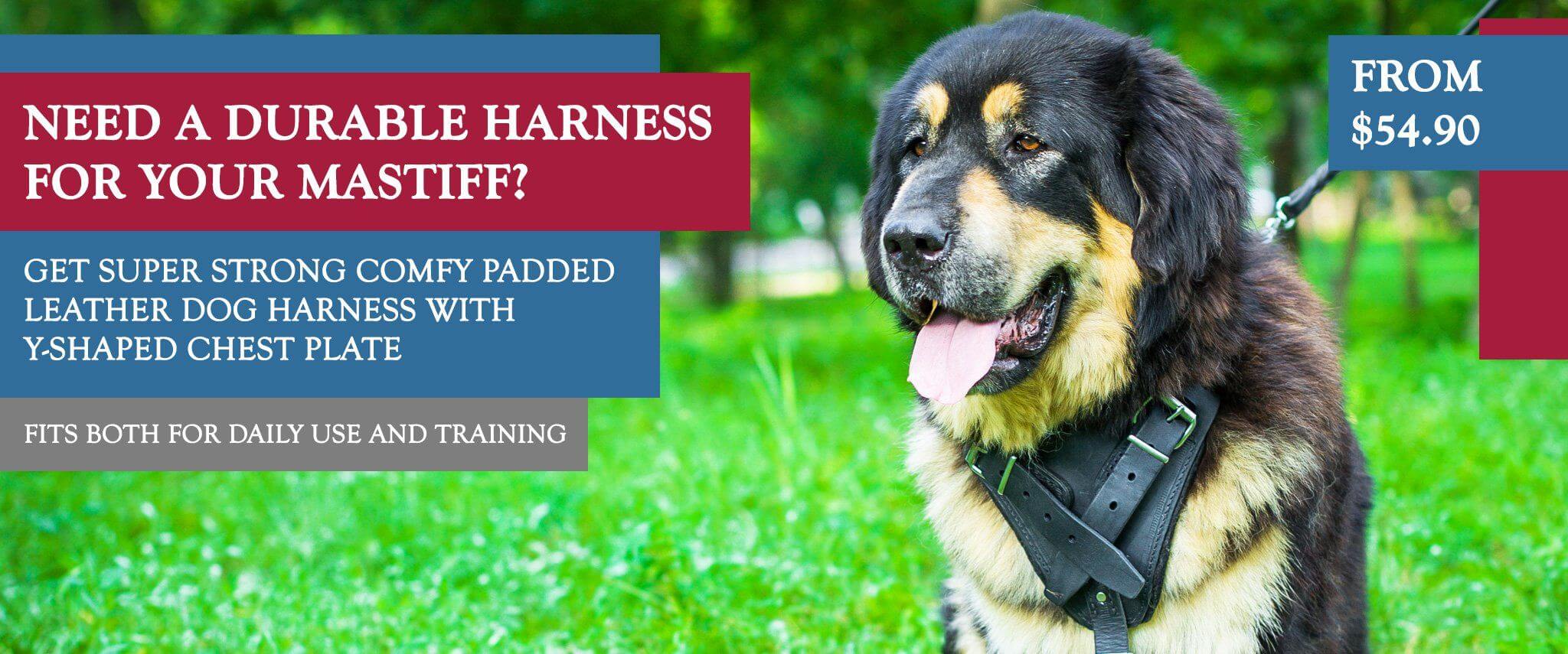 Mastiff harness, Mastiff muzzle, Mastiff collar, Dog leash, Dog Lead